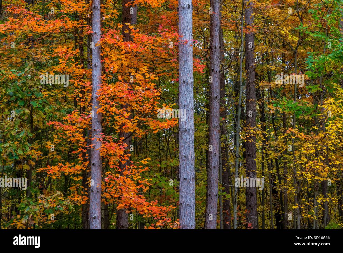 Red Maple, Acer rubrum, leaves brilliant with scarlet and orange color ...