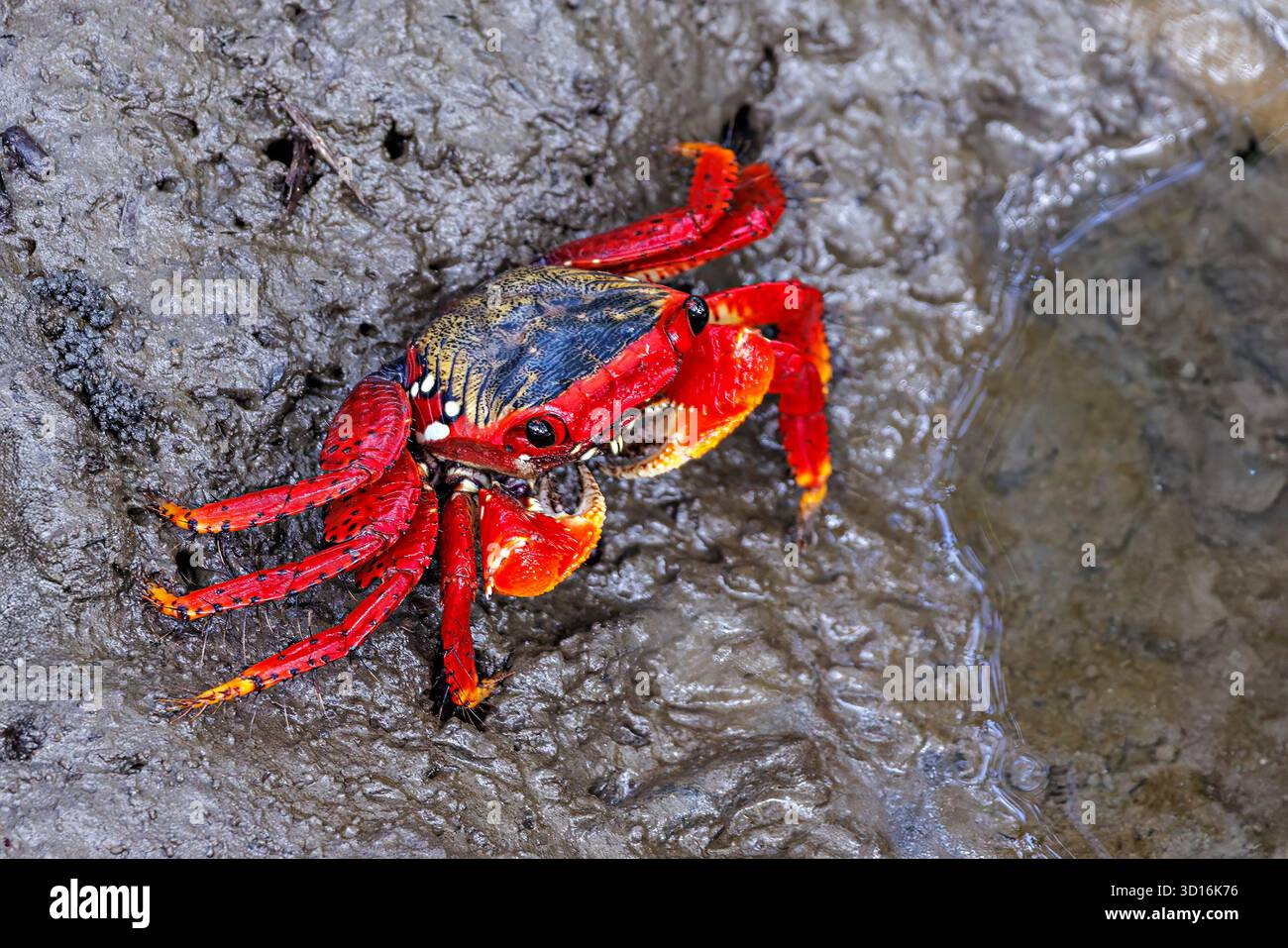 Mangrove Root Crab, Goniopsis cruentata, Island of Cardoso, Brazil ...