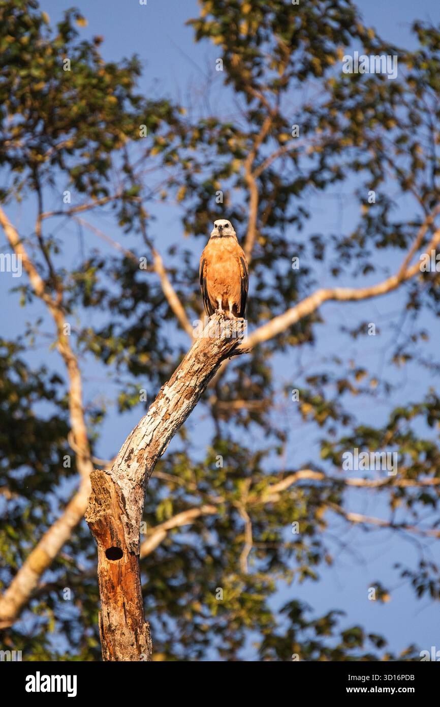 Wild black-collared hawk (Busarellus nigricollis) perched on a tree ...