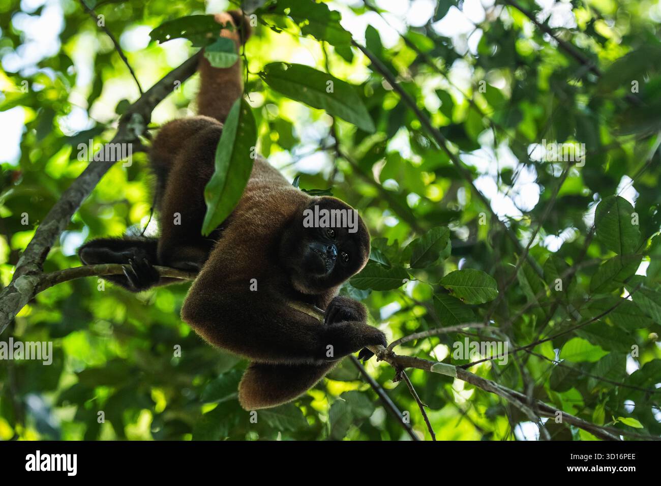 Monkey hanging by tail hi-res stock photography and images - Alamy