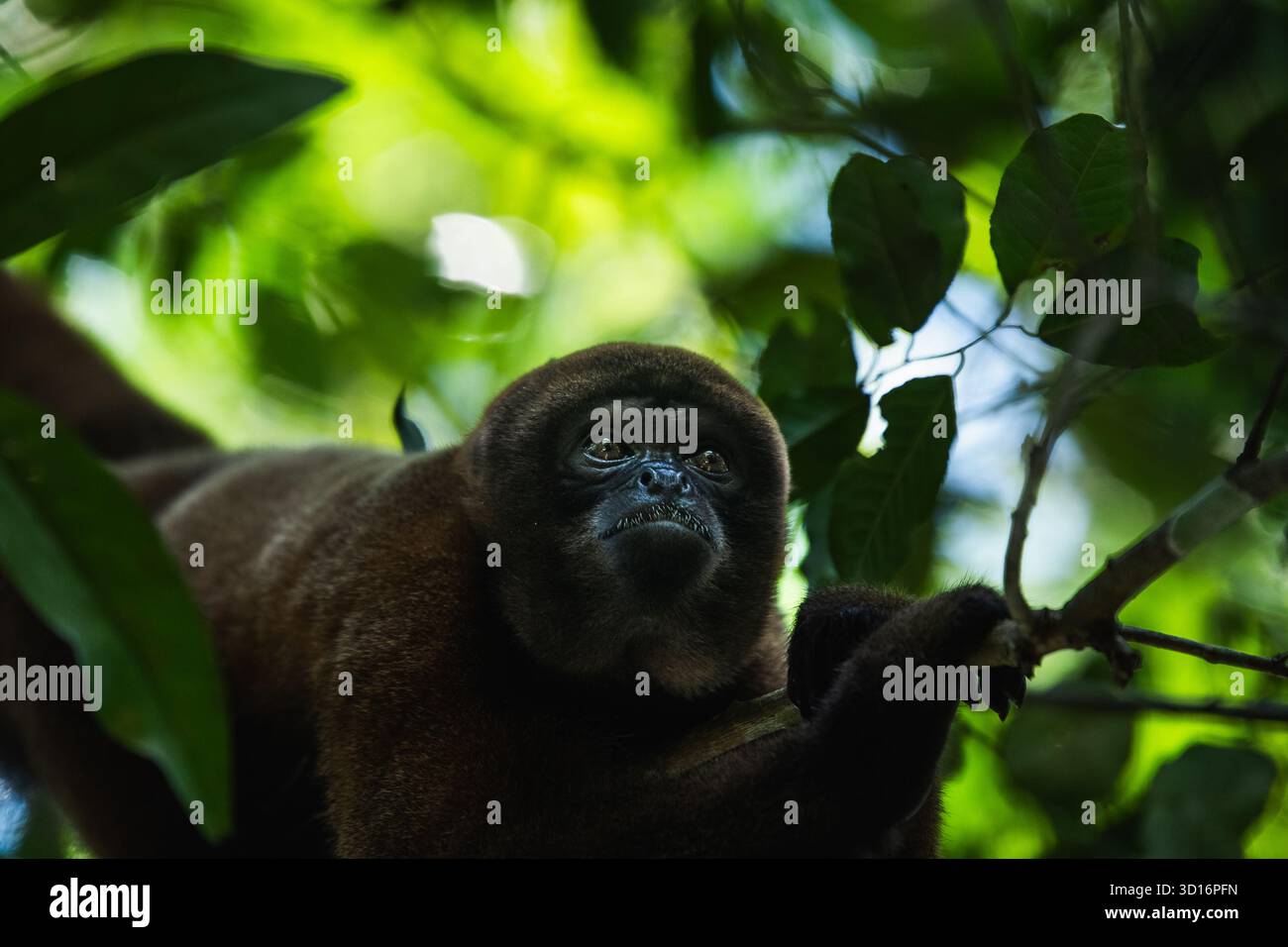 Close-up portrait of wild red howler monkey (Alouatta seniculus ...