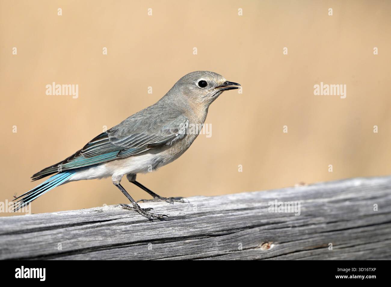 Female mountain bluebird (Sialia currucoides) in spring. Rocky Mountain ...