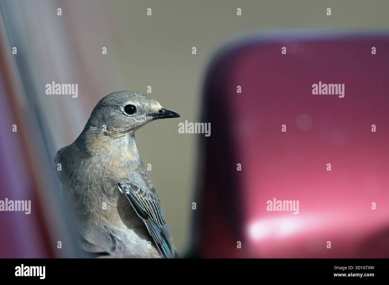 Female mountain bluebird (Sialia currucoides) mistakes its reflection ...
