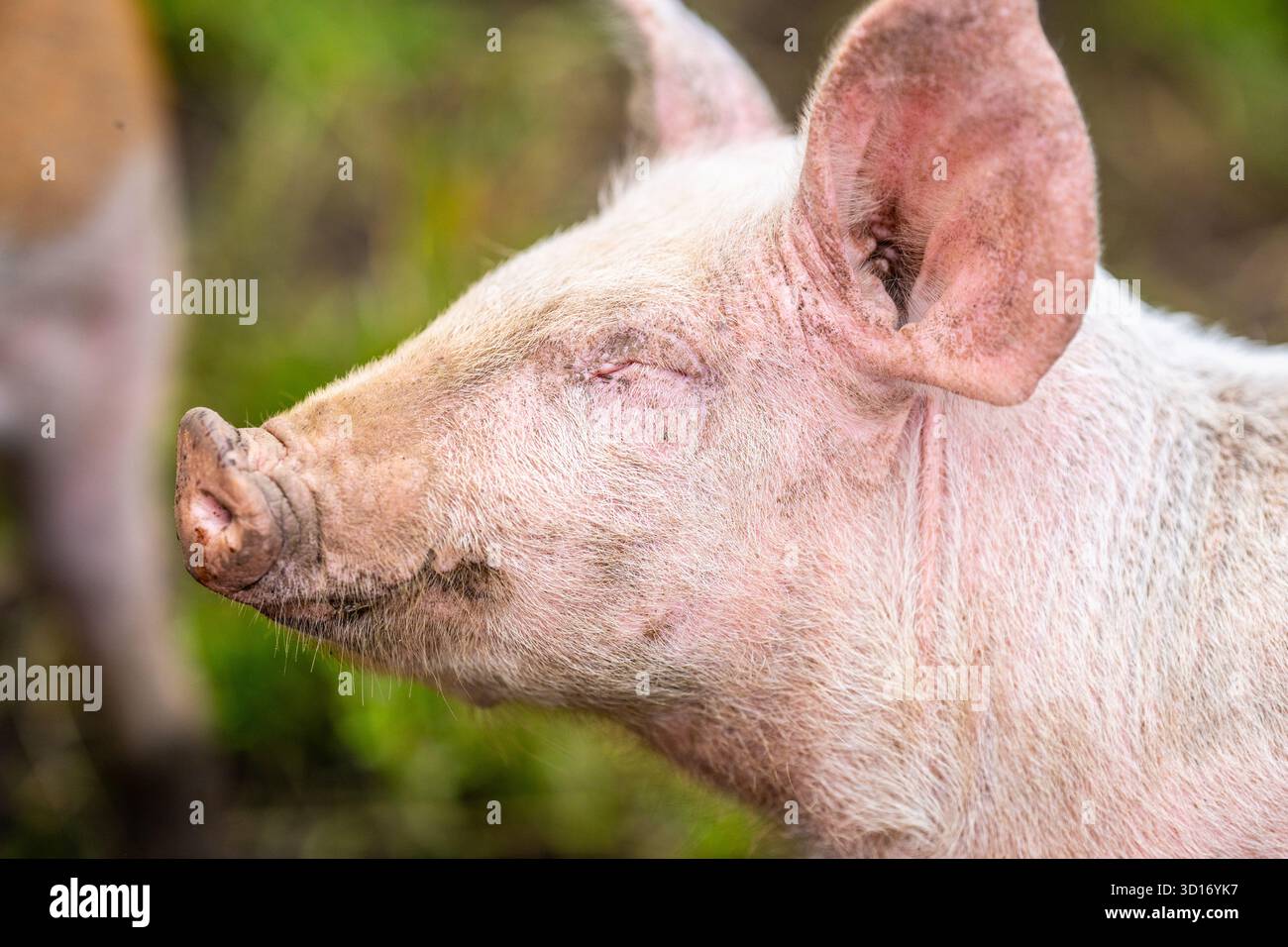 Closeup big sad domestic pig hi-res stock photography and images - Alamy