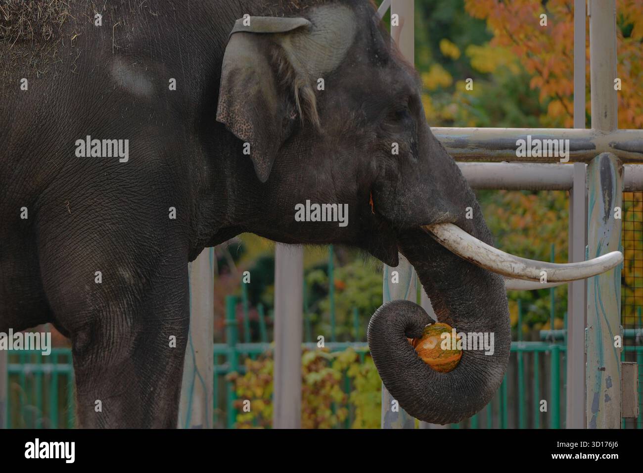 An elephant eats a pumpkin at the Kyiv Zoo, Sunday, Oct. 26, 2025, in ...