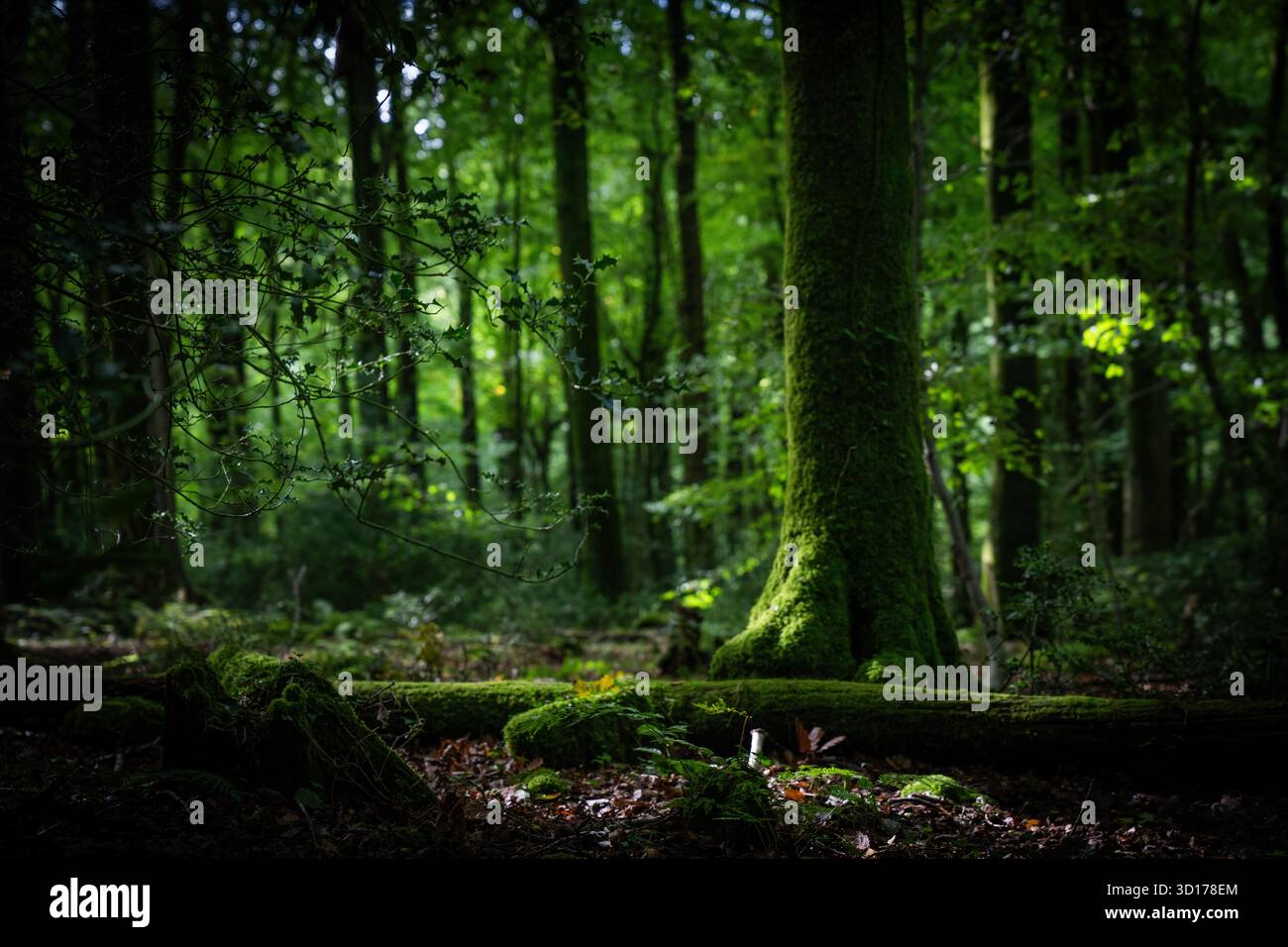 Baclwoods hi-res stock photography and images - Alamy