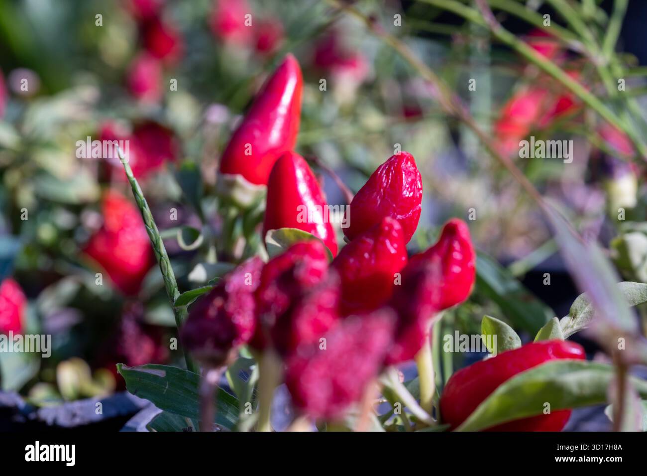 Capsicum annuum (sweet and chilli pepper) horns Stock Photo - Alamy