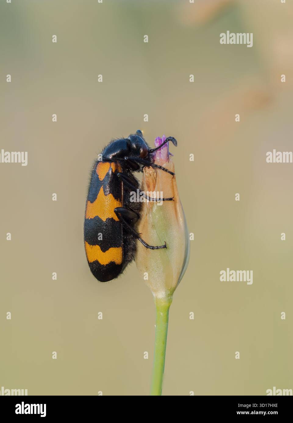 Mylabris variabilis, blister beetle species (Coleoptera: Meloidae ...
