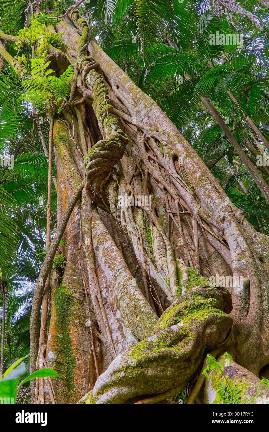 A Strangler fig (Ficus sp.) viewed from below sending thick tangled ...