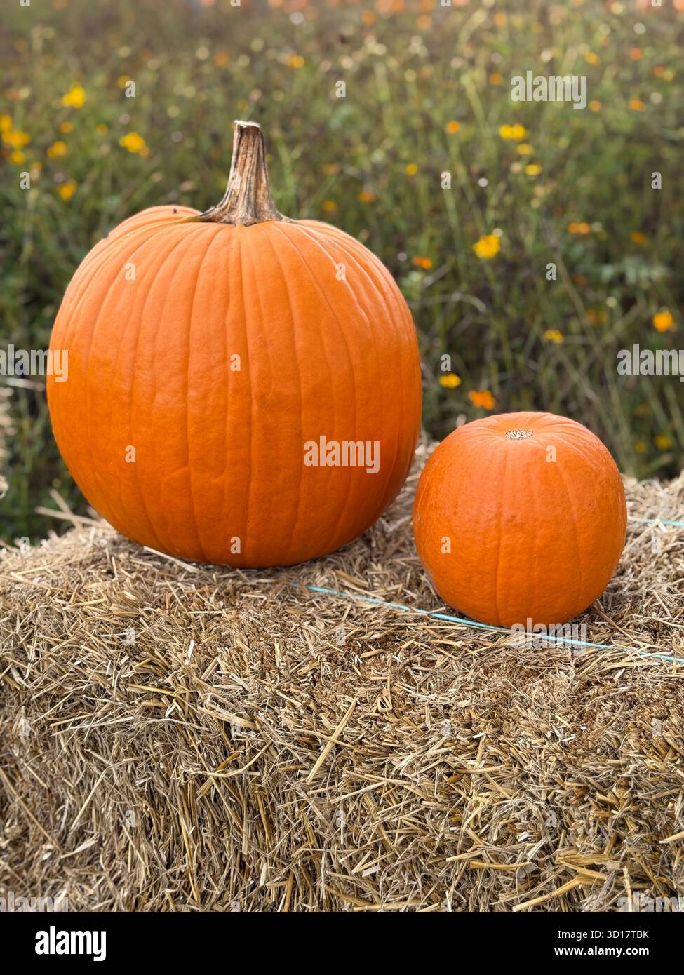 Pumpkins setting on bale hi-res stock photography and images - Alamy