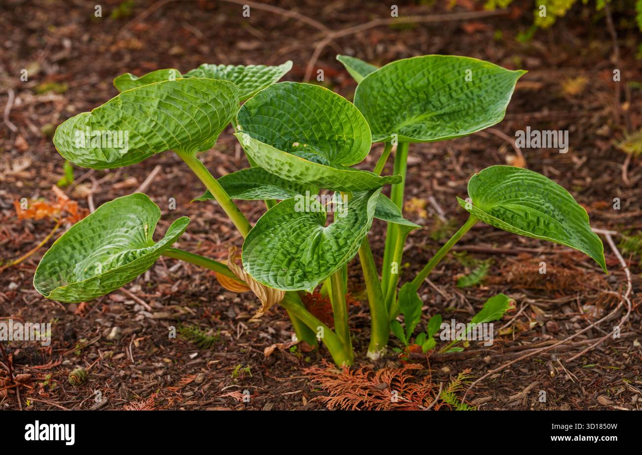 Cupped green hosta leaves with heavily textured foliage in a shade ...