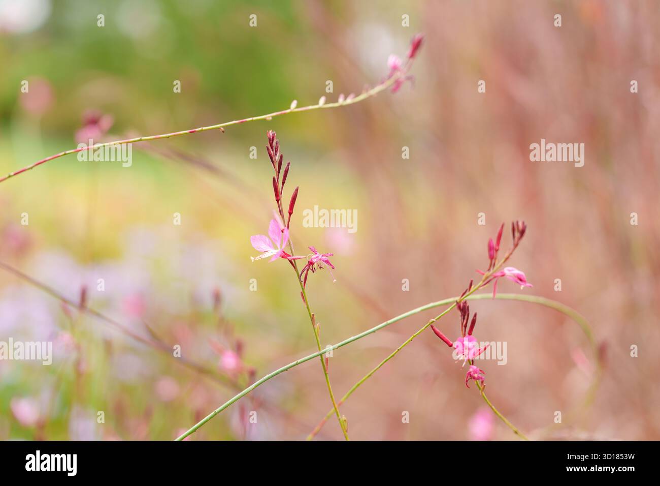 Pink gaura hi-res stock photography and images - Alamy