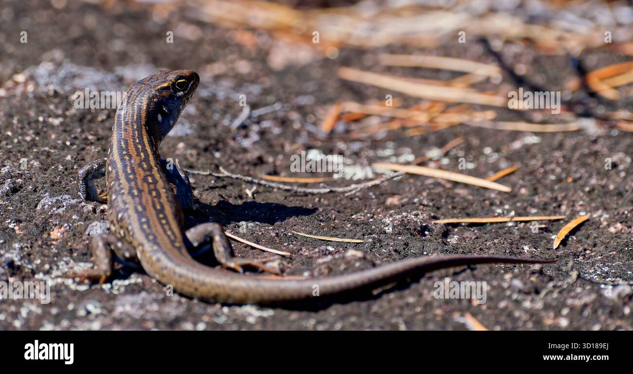 Whites rock skink hi-res stock photography and images - Alamy