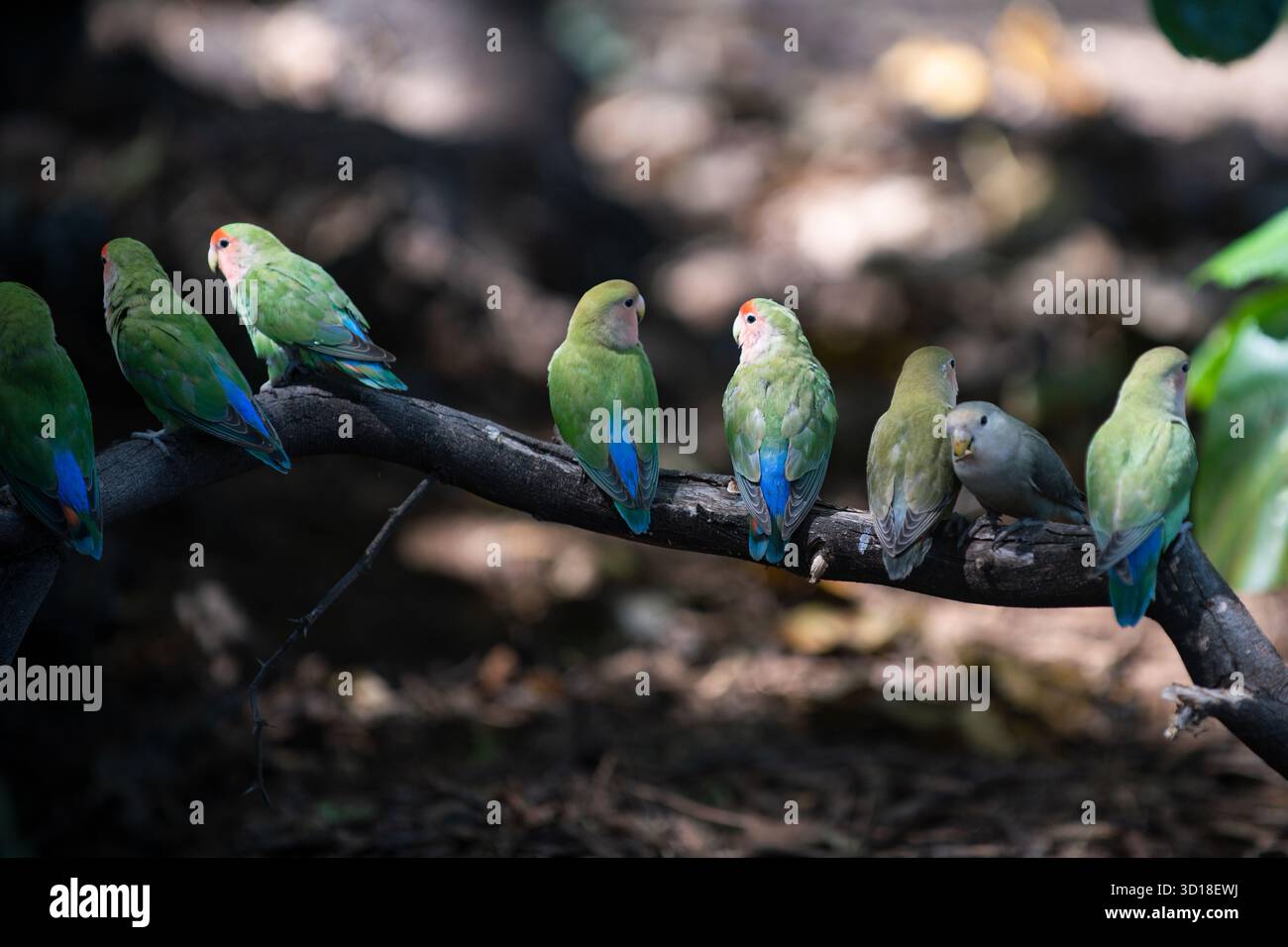 Group of colorful lovebirds on branch. Tropical parrots in natural ...