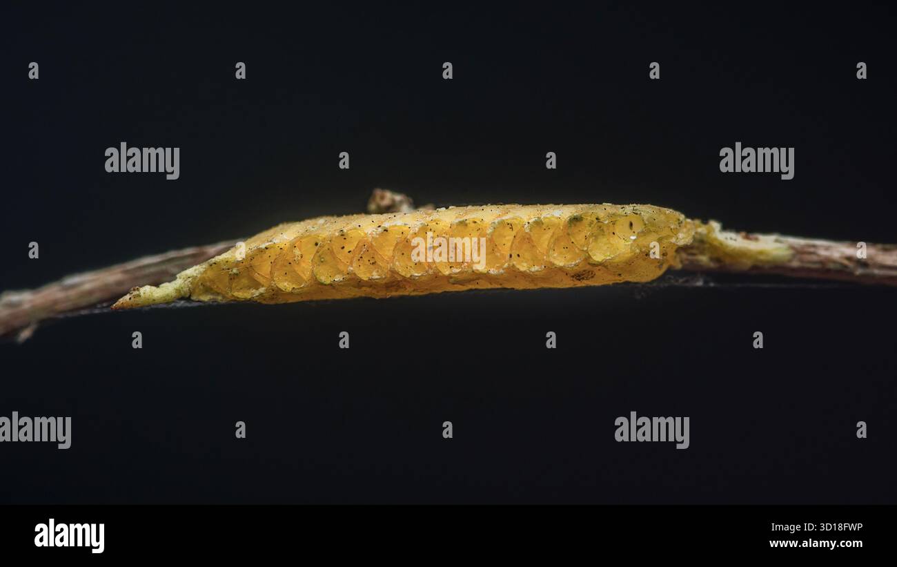 Praying mantis ootheca, an egg case, tightly attached to a thin brown ...
