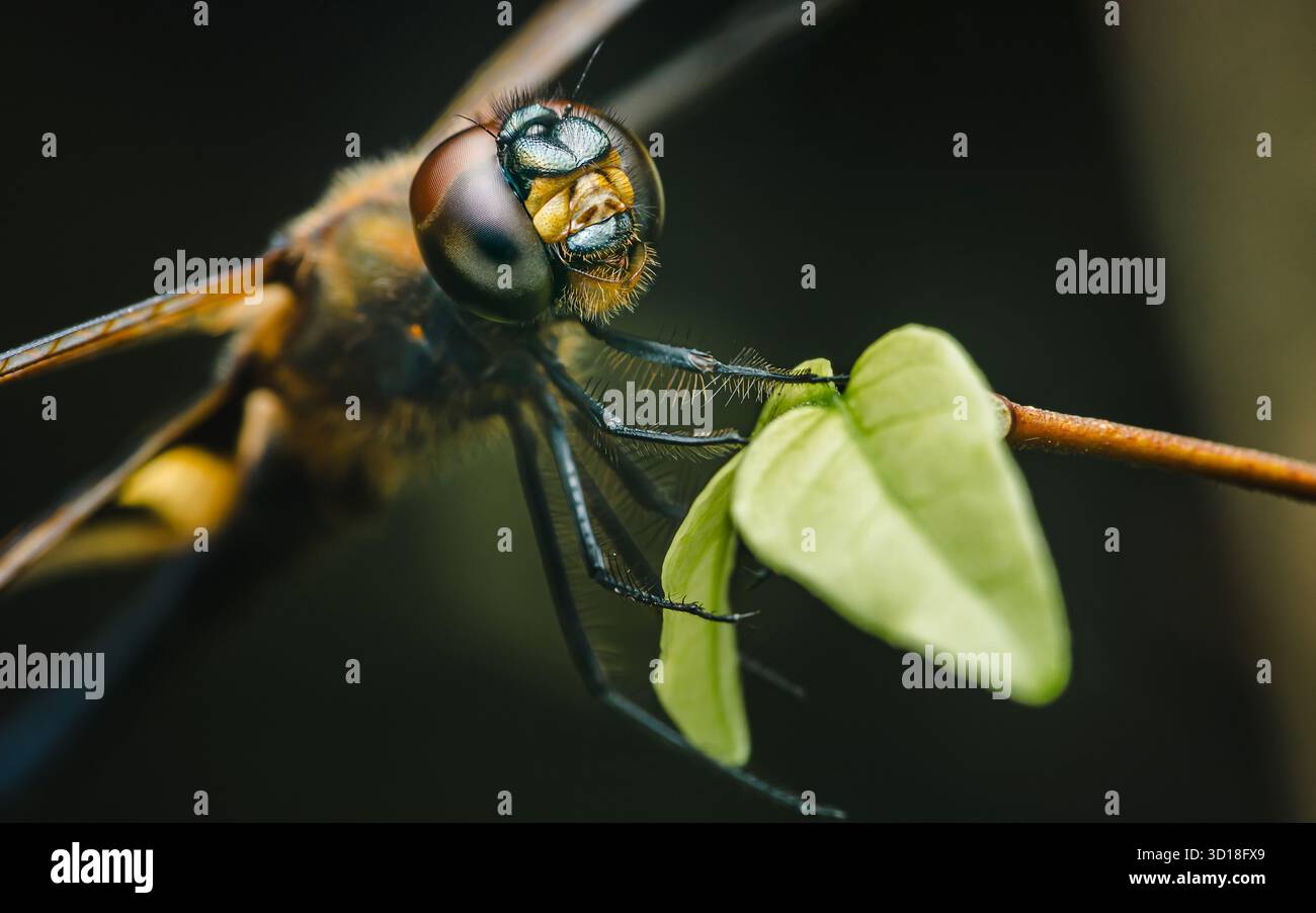 Dragonfly in macro close-up showing intricate details of its body ...