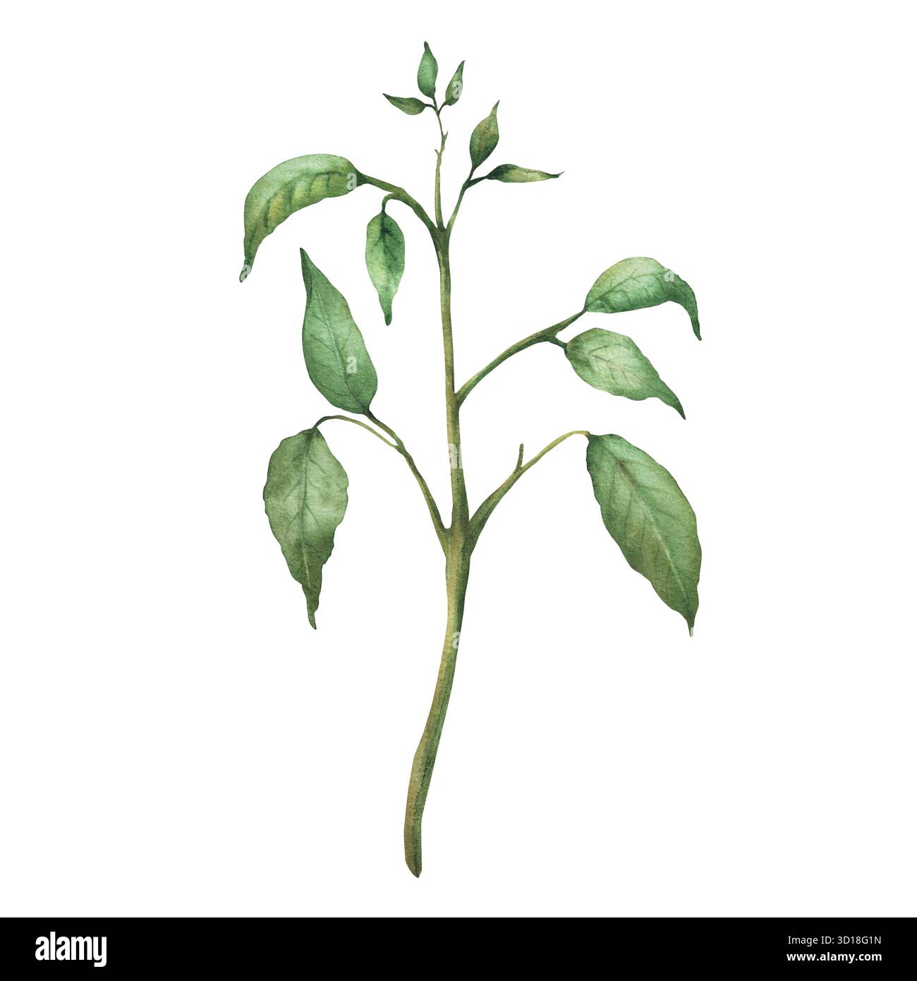 Chili pepper plant with green leaves and stem without flowers and ...