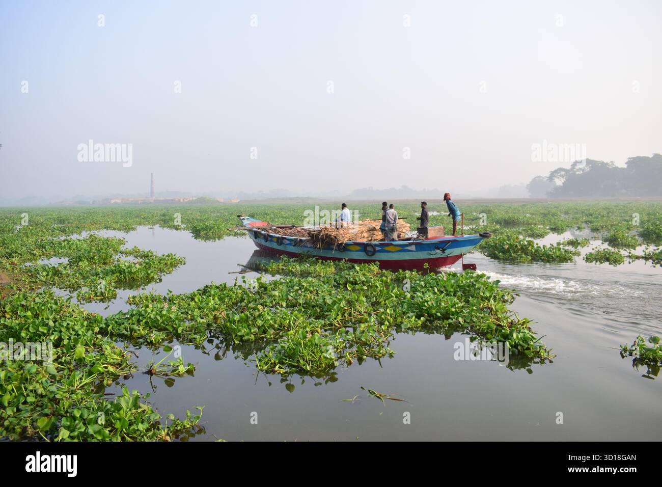 Transporting Dried Indian Reed Mace (Typha elephantina Roxb) by Trawler ...
