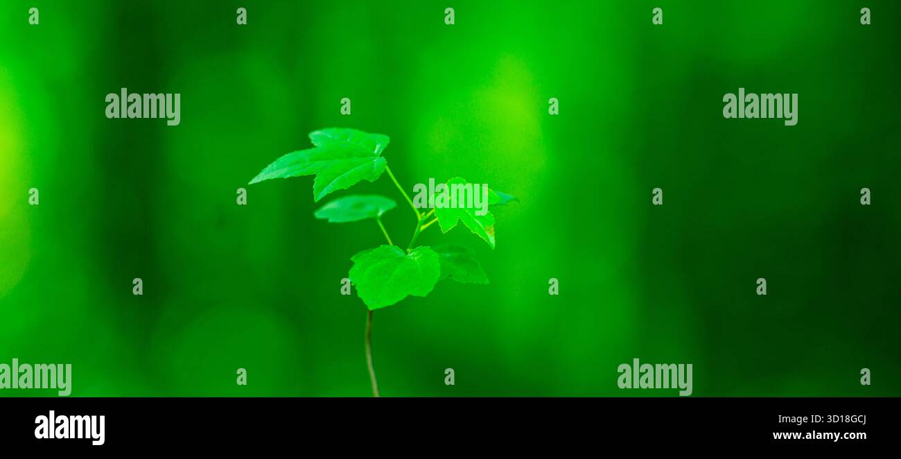 Green nature background. Green foliage and lush greenery. Fresh summer ...