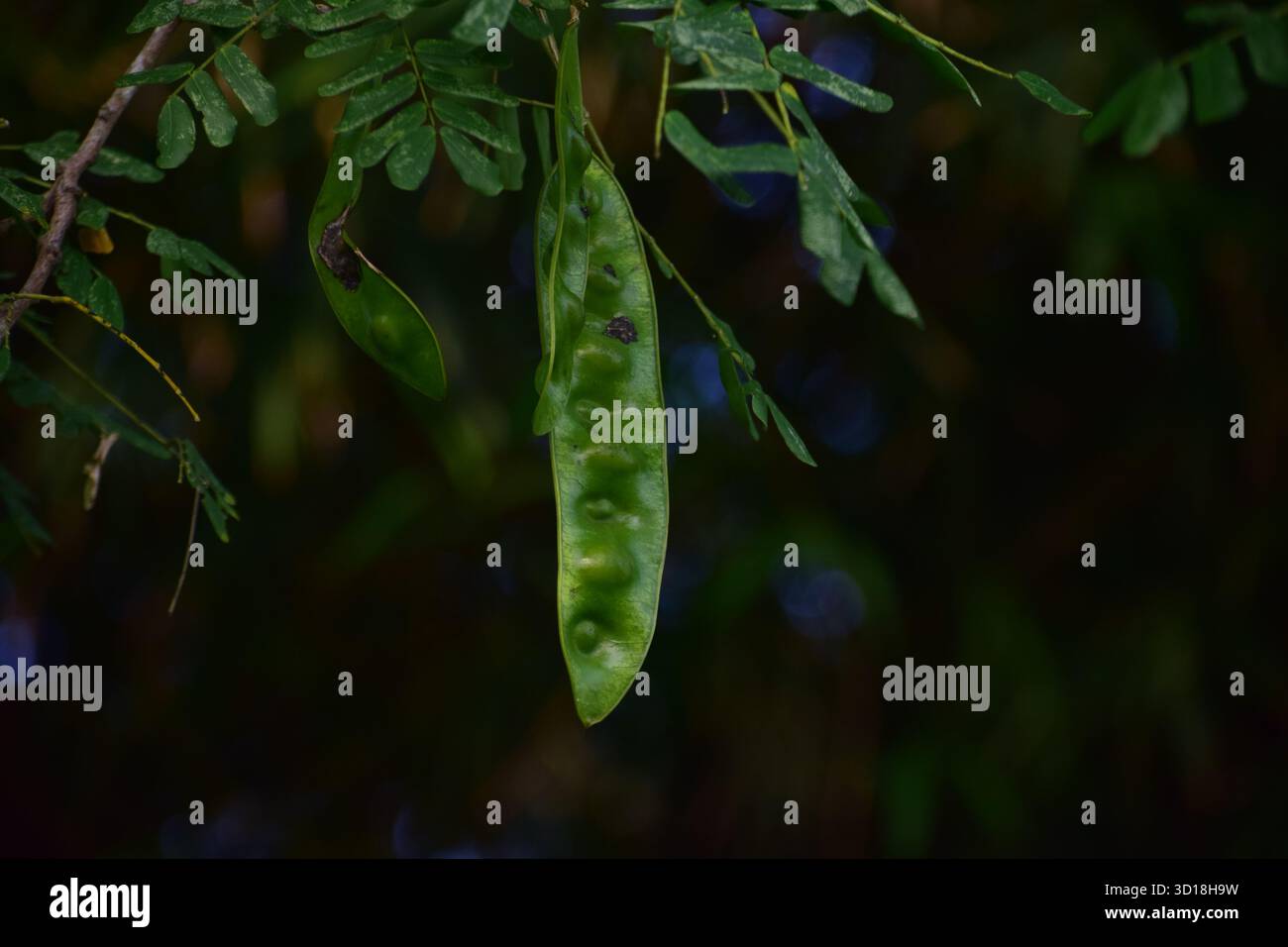 Albizia procera Fruits - Pods of the White Siris Tree Stock Photo - Alamy