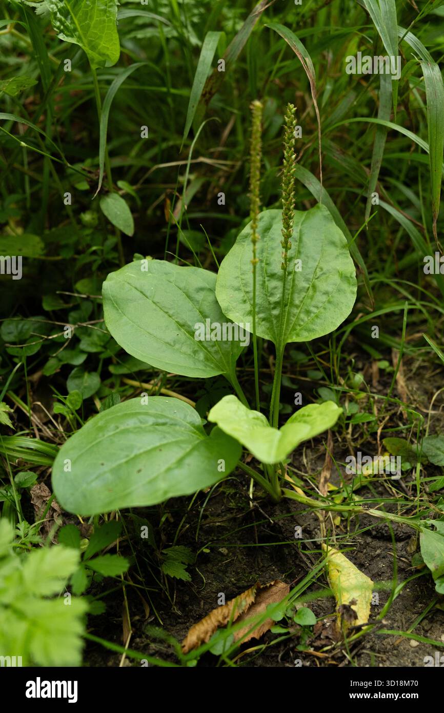 Plantain Plantago Leaves in Natural Habitat, Close-Up Macro Stock Photo ...
