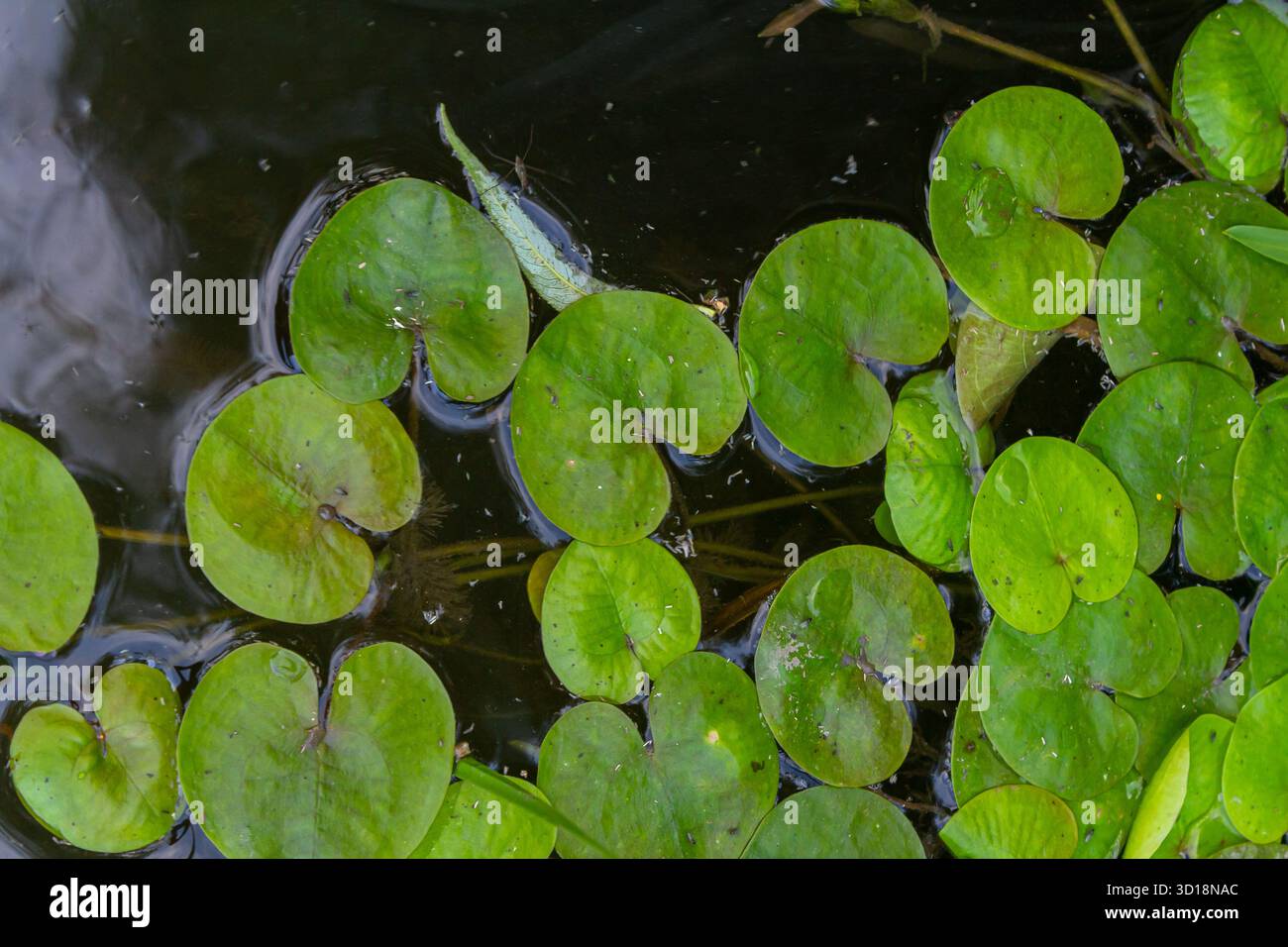 Hydrocharis morsus-ranae, frogbit, is a flowering plant belonging to ...