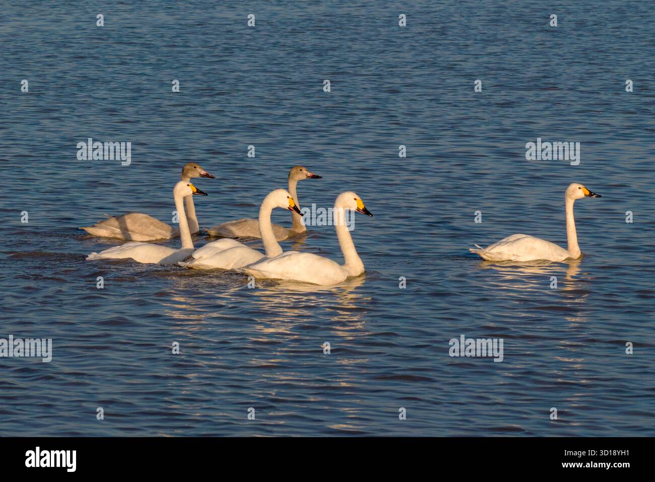 A group of little swans are seen in Daqing City, northeast China's ...
