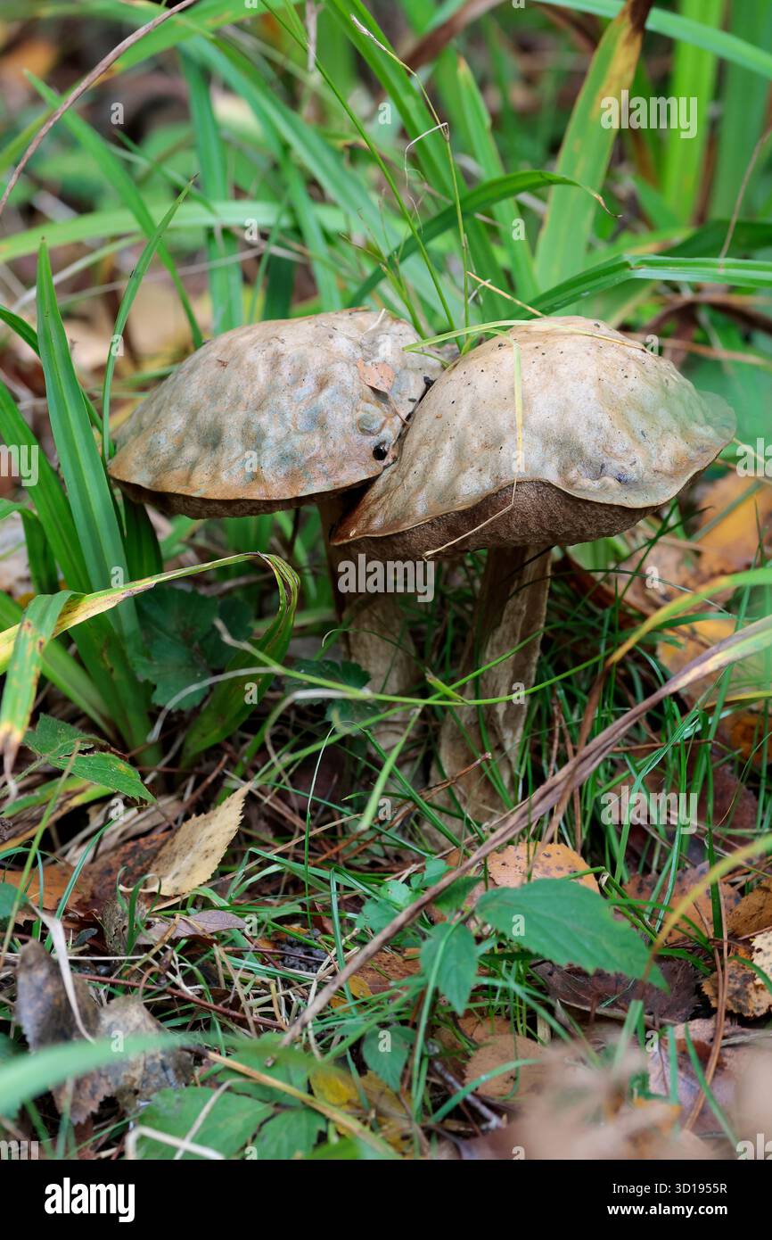 Forest floor grass area fungi image hi-res stock photography and images ...