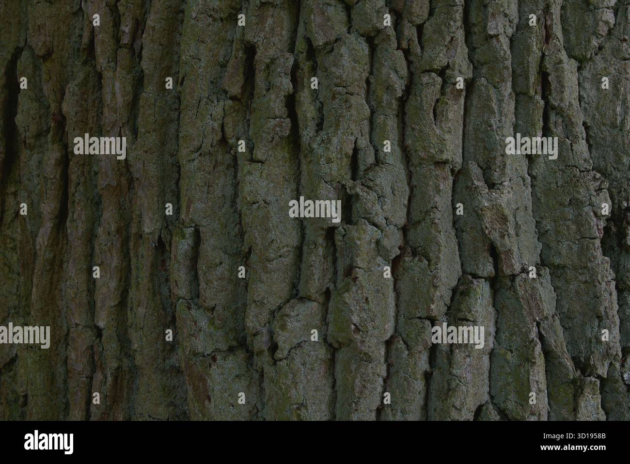 Dark tree bark. Trunk with texture close-up Stock Photo - Alamy