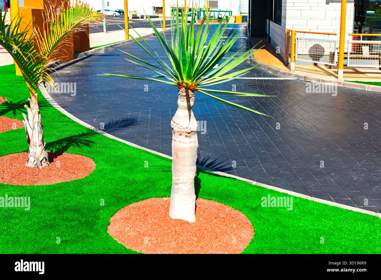Slender palm tree lawn hi-res stock photography and images - Alamy