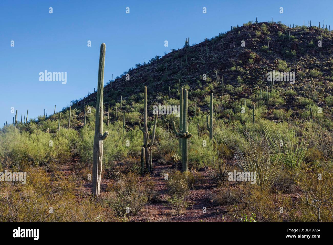 Early morning views of cacti in Saguaro National Park near Tucson Stock ...