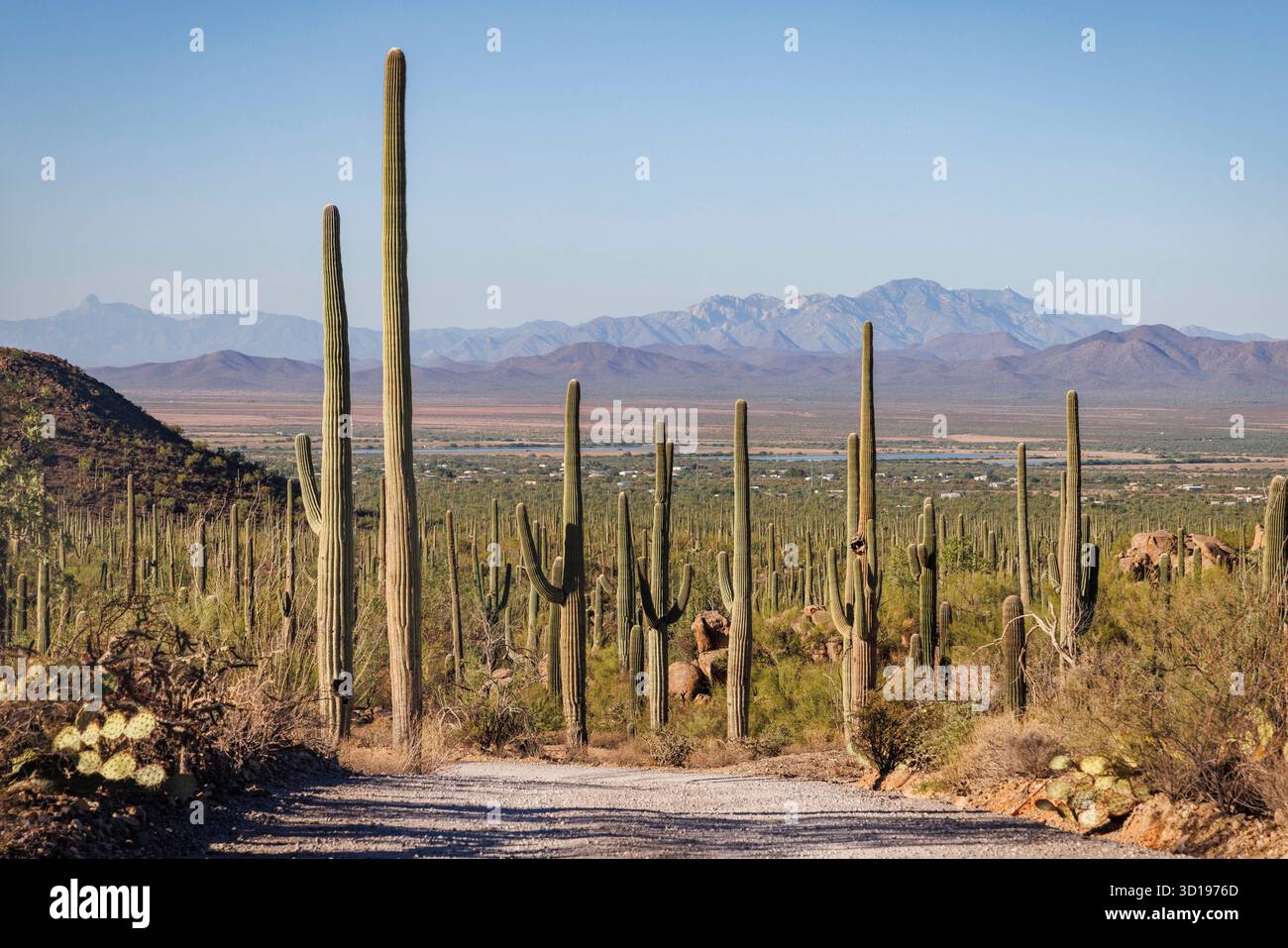 Bajada loop drive saguaro hi-res stock photography and images - Alamy