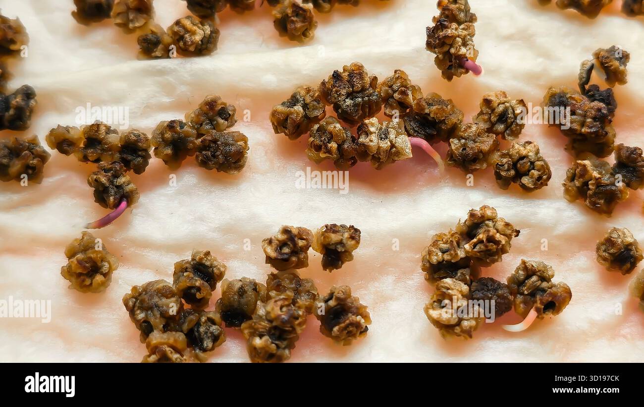 Microgreens. Growing beets at home. Three-week beet sprouts. Step-by ...