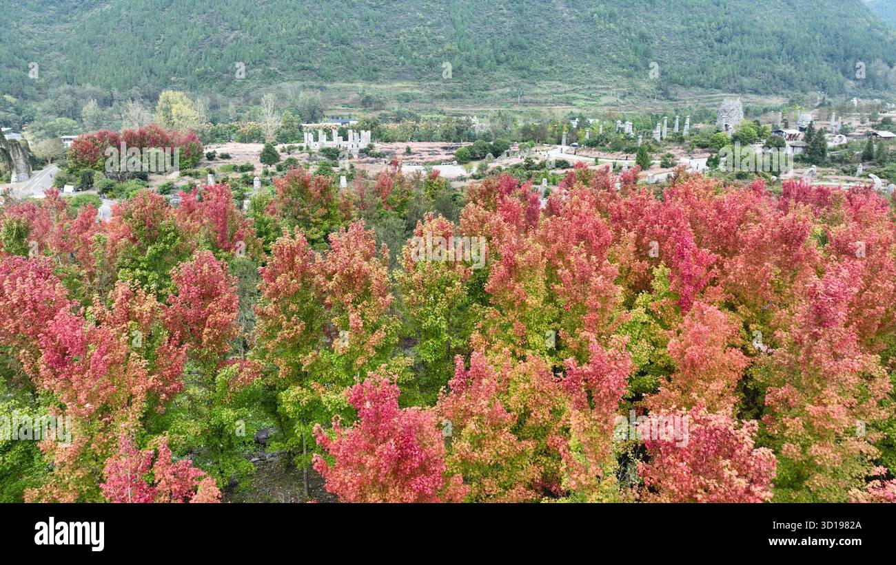 Tourists admire autumn scenery in Youyang County, Chongqing, China, 24 ...