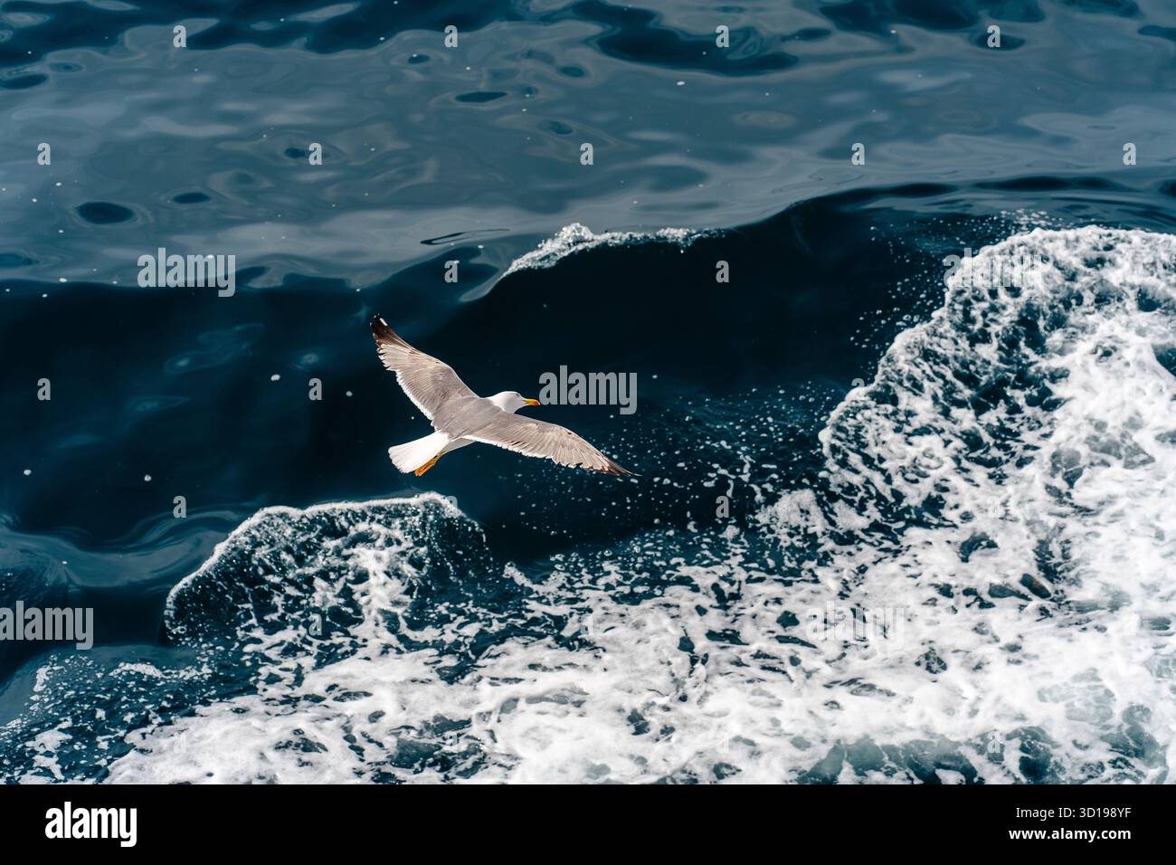 Dynamic soaring sea bird hi-res stock photography and images - Alamy