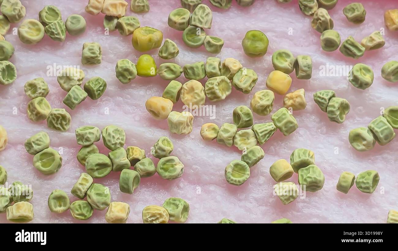 Microgreens. Growing Peas at Home. Three-Week Pea Sprouts. Step-by-Step ...