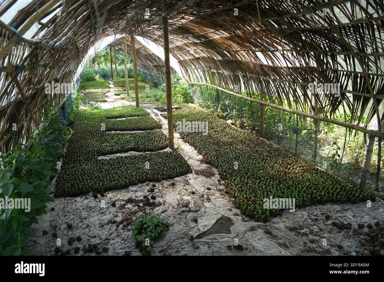 Nazirpur, Pirojpur, Bangladesh. 27th Oct, 2025. In Nazirpur Union of ...