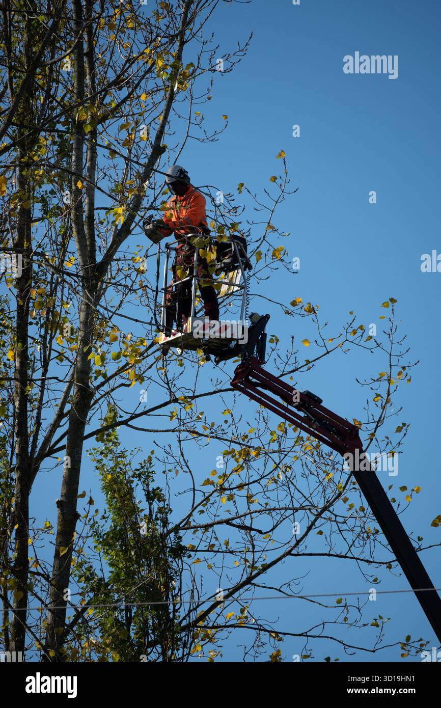 A forester using a chain saw to reduce in size a tall Poplar tree ...