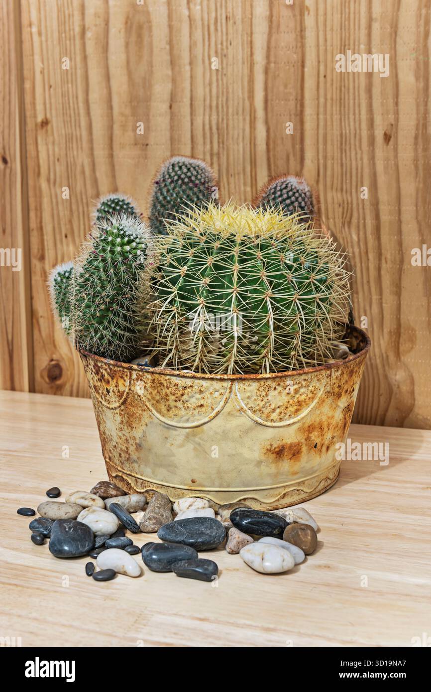 Mature barrel cactus showing its characteristic cylindrical shape with ...
