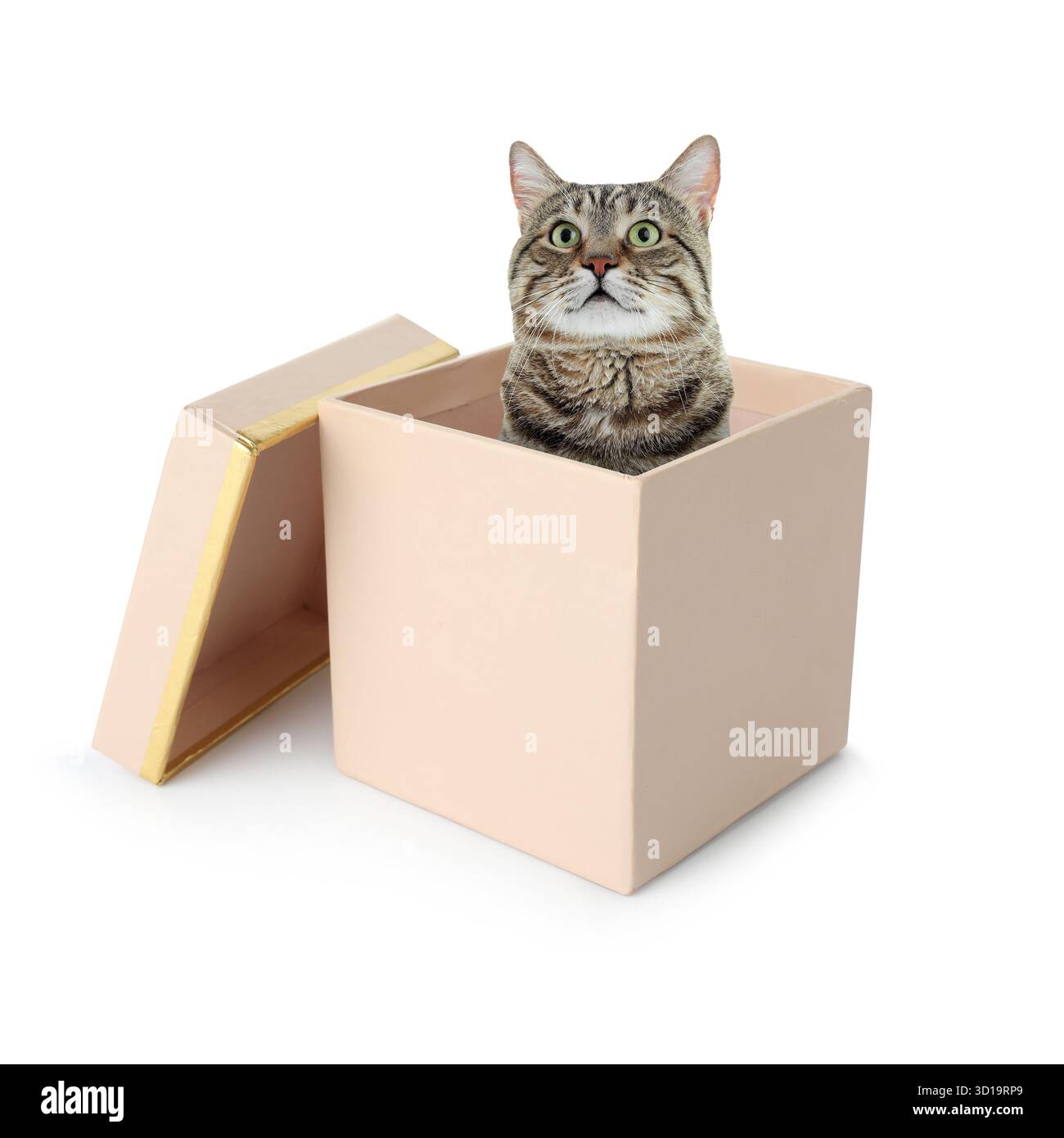 Curious cat sitting in Cut Out Stock Images & Pictures - Alamy