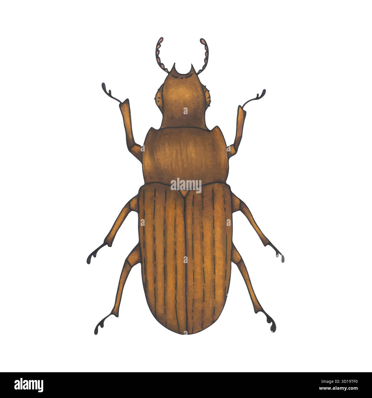 bug brown. Hand drawn insect illustration, detailed art. Isolated bug ...