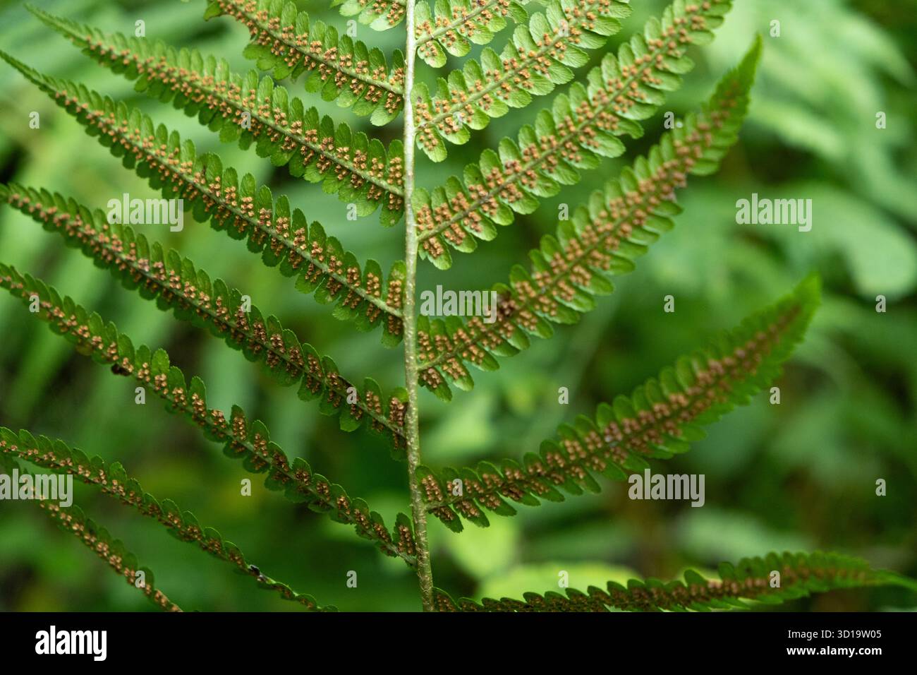 Fern Sori Close-Up, Brown Spore Clusters on Underside of Leaf Stock ...