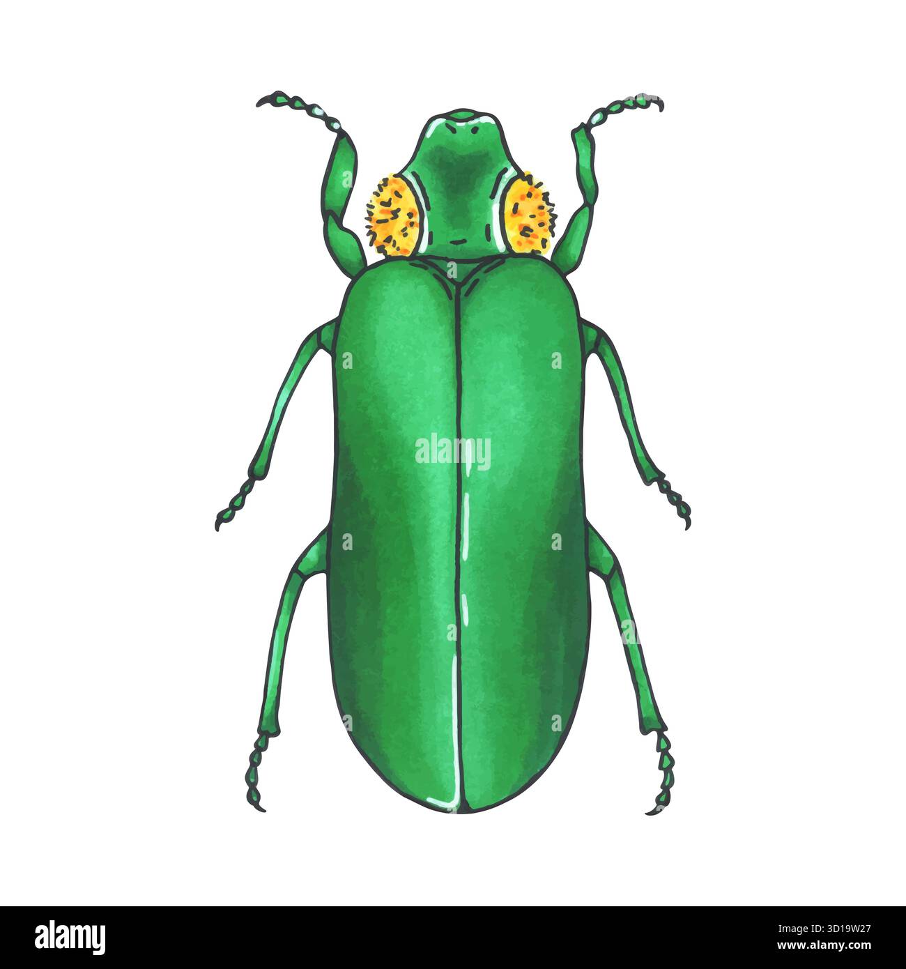 bug green. Hand drawn insect illustration, detailed art. Isolated bug ...
