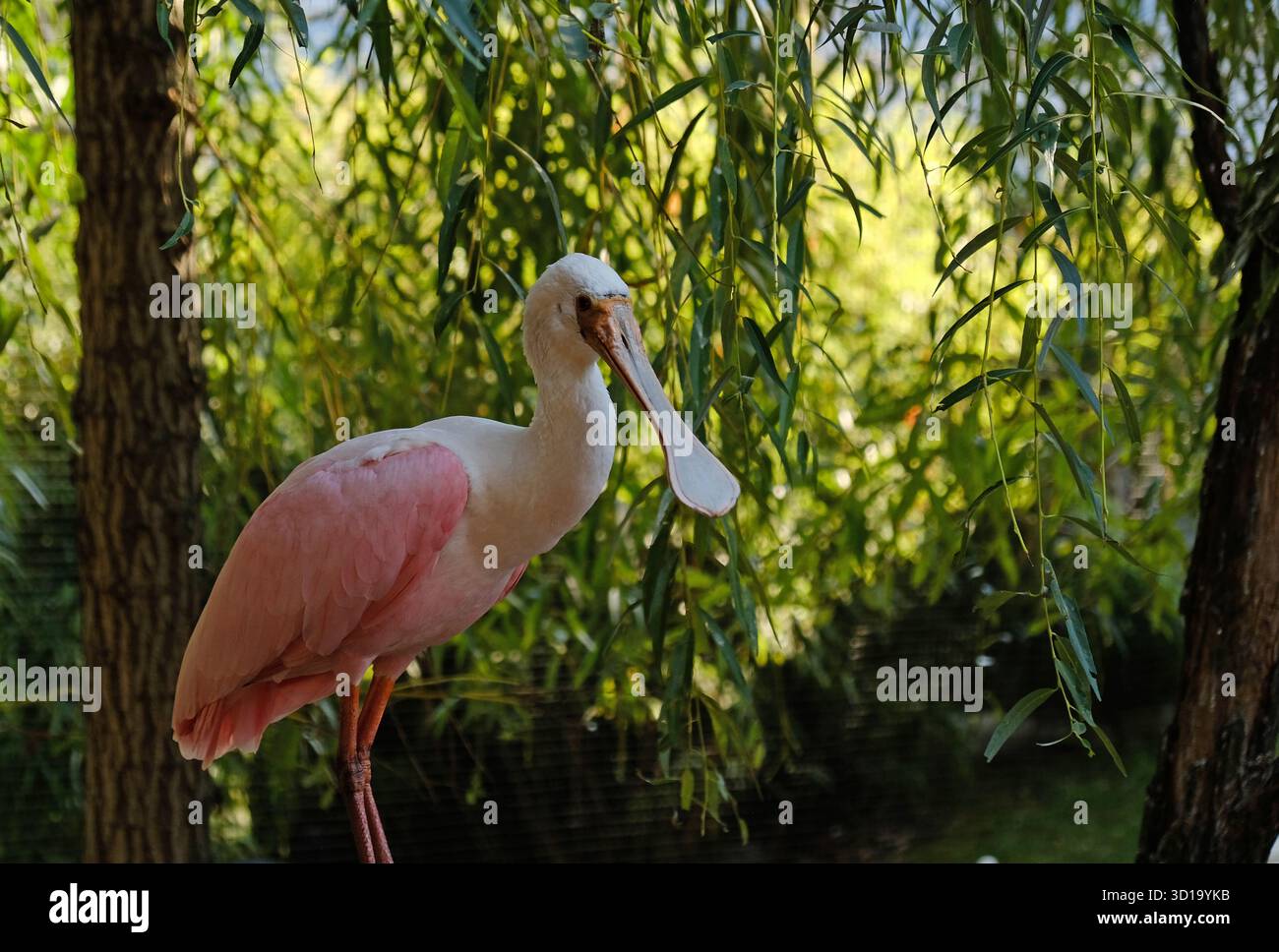 Roseate spoonbill - Platalea ajaja, with spoon shaped bill and delicate ...