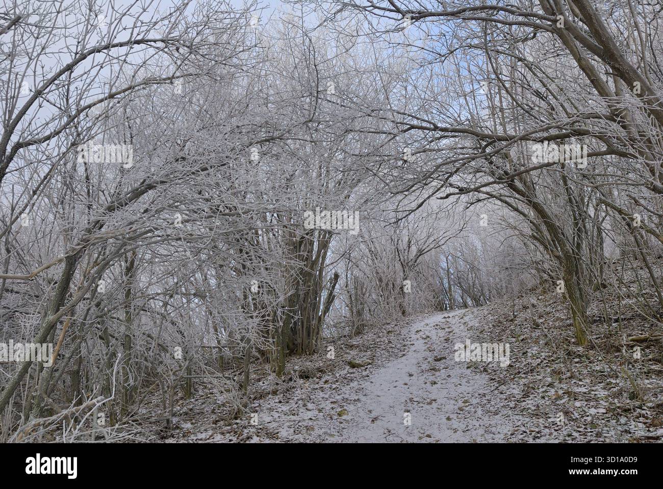 Hoarfrost coating forest branches along a winter path. Winter forest ...