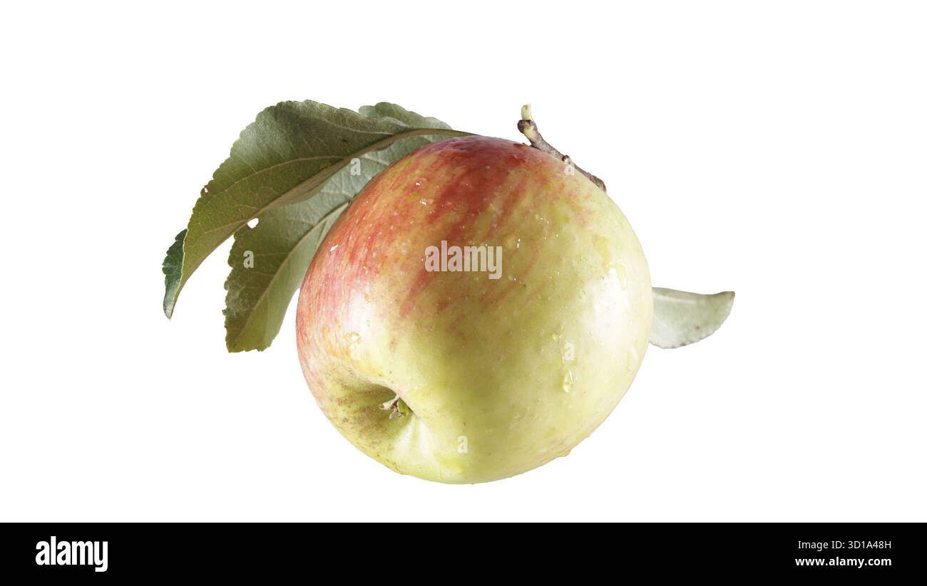 Ein Cut Out Stock Images & Pictures - Alamy