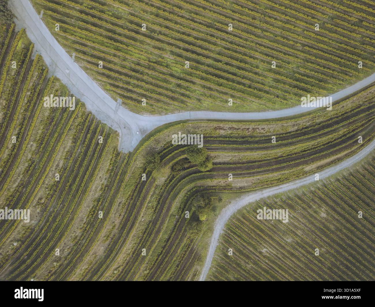 Aerial shot overhead rows vine hi-res stock photography and images - Alamy
