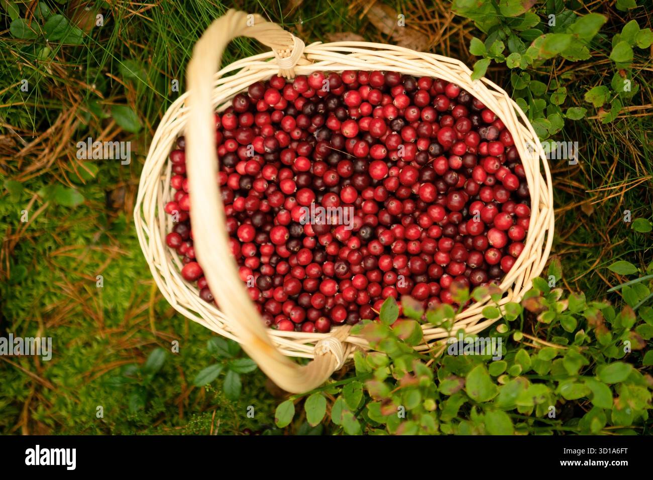 Close up top view of basket full of cranberries in forest. Autumn ...