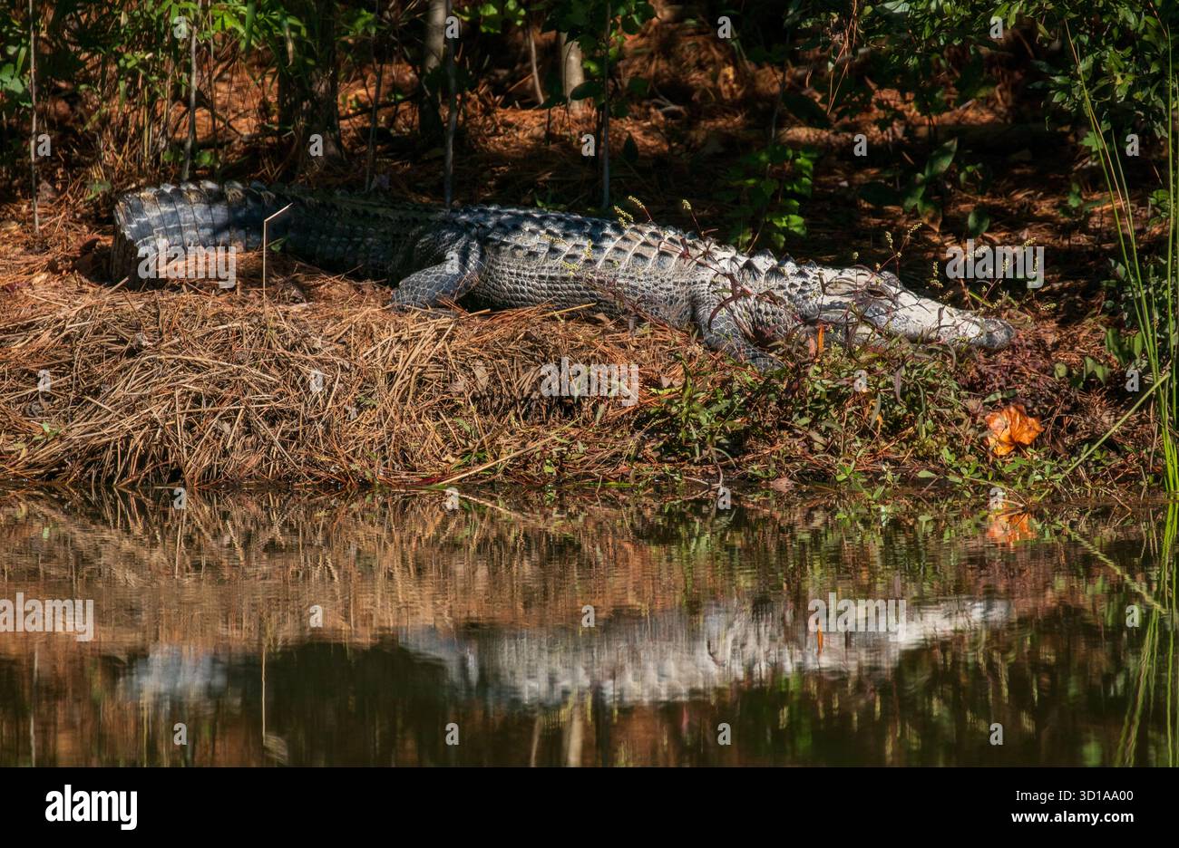 North American alligator laying by a pond in North Carolina Stock Photo ...