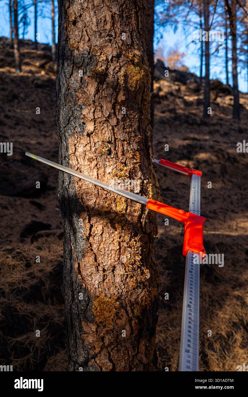 Measuring the impact of a wildfire with forestry tools The Data ...